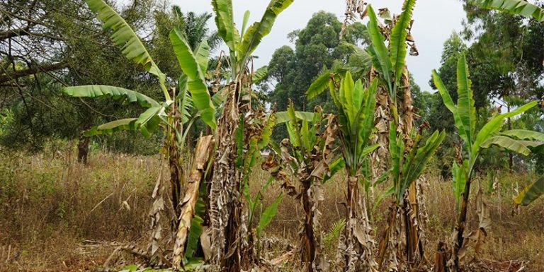 Bunchy top disease emerges as new threat to East African bananas ...